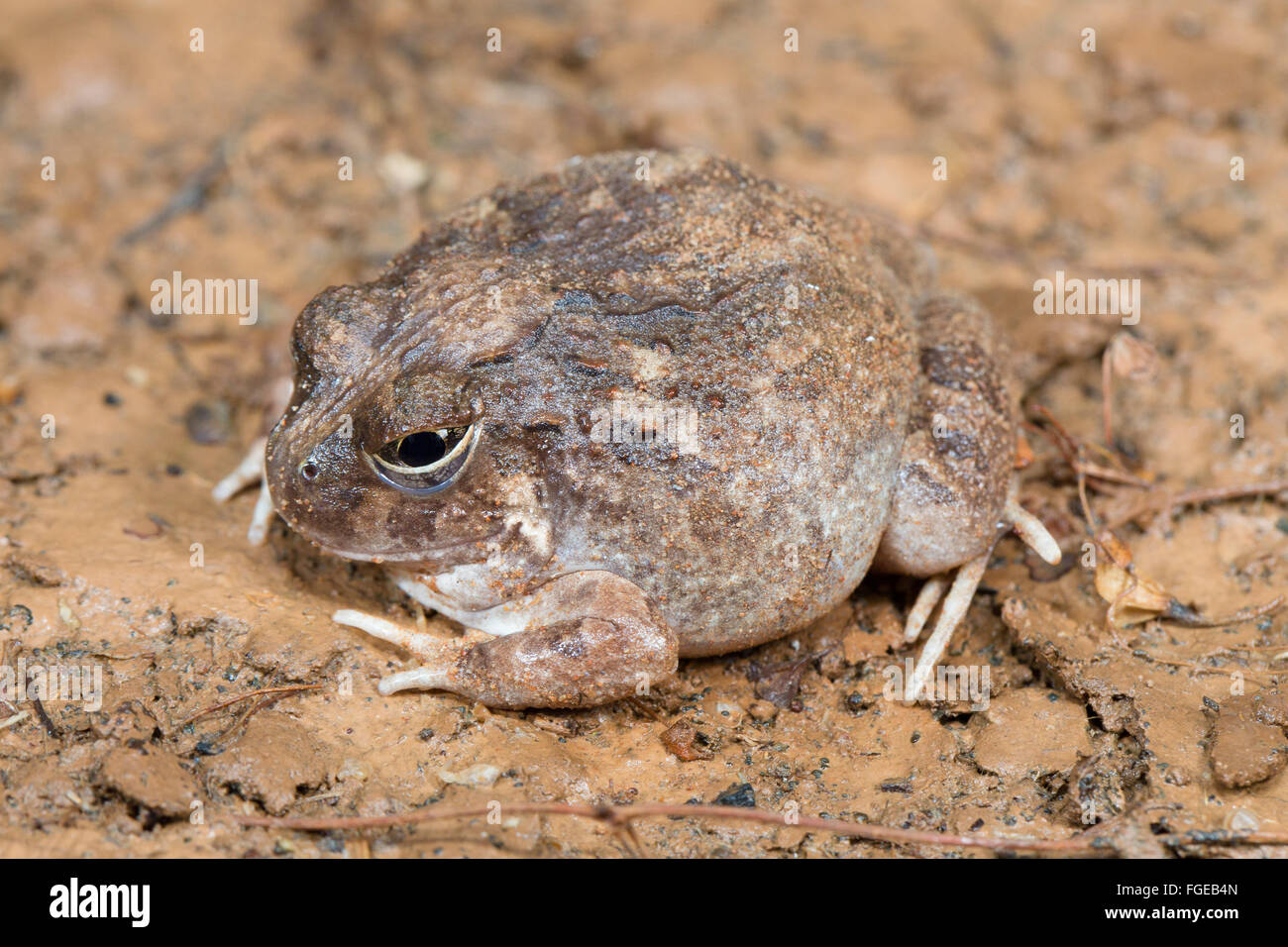 Ornate Burrowing Frog (Platyplectrum ornatum), Queensland, Australia ...