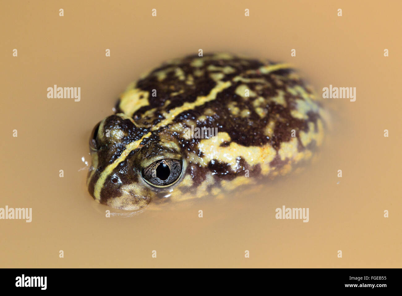 Sudell's Frog (Neobatrachus sudelli) in a puddle, Queensland, Australia ...