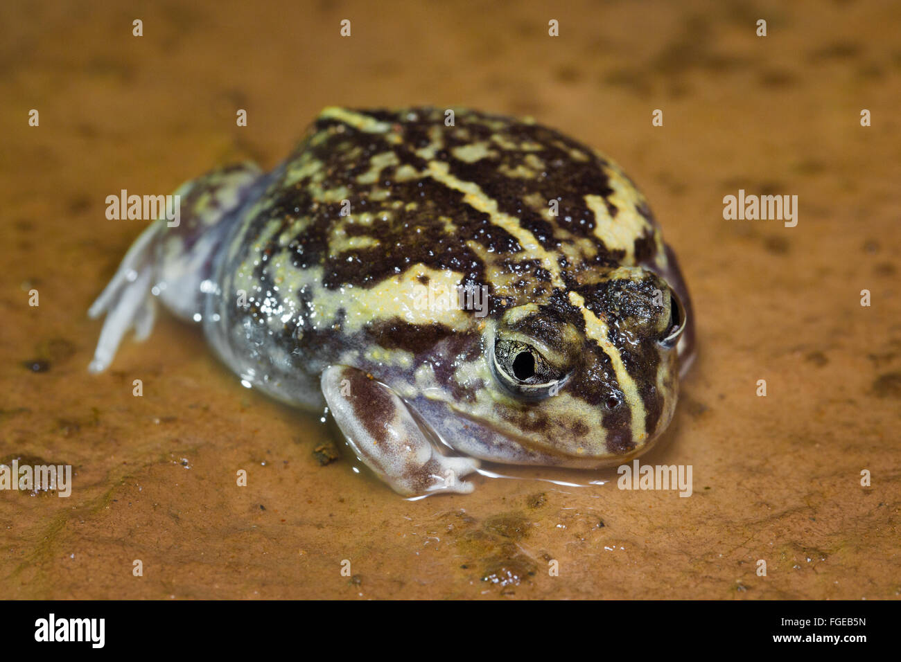 Sudell's Frog (Neobatrachus sudelli), Queensland, Australia Stock Photo ...