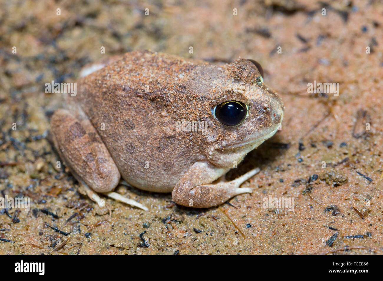 Burrowing frog hi-res stock photography and images - Alamy