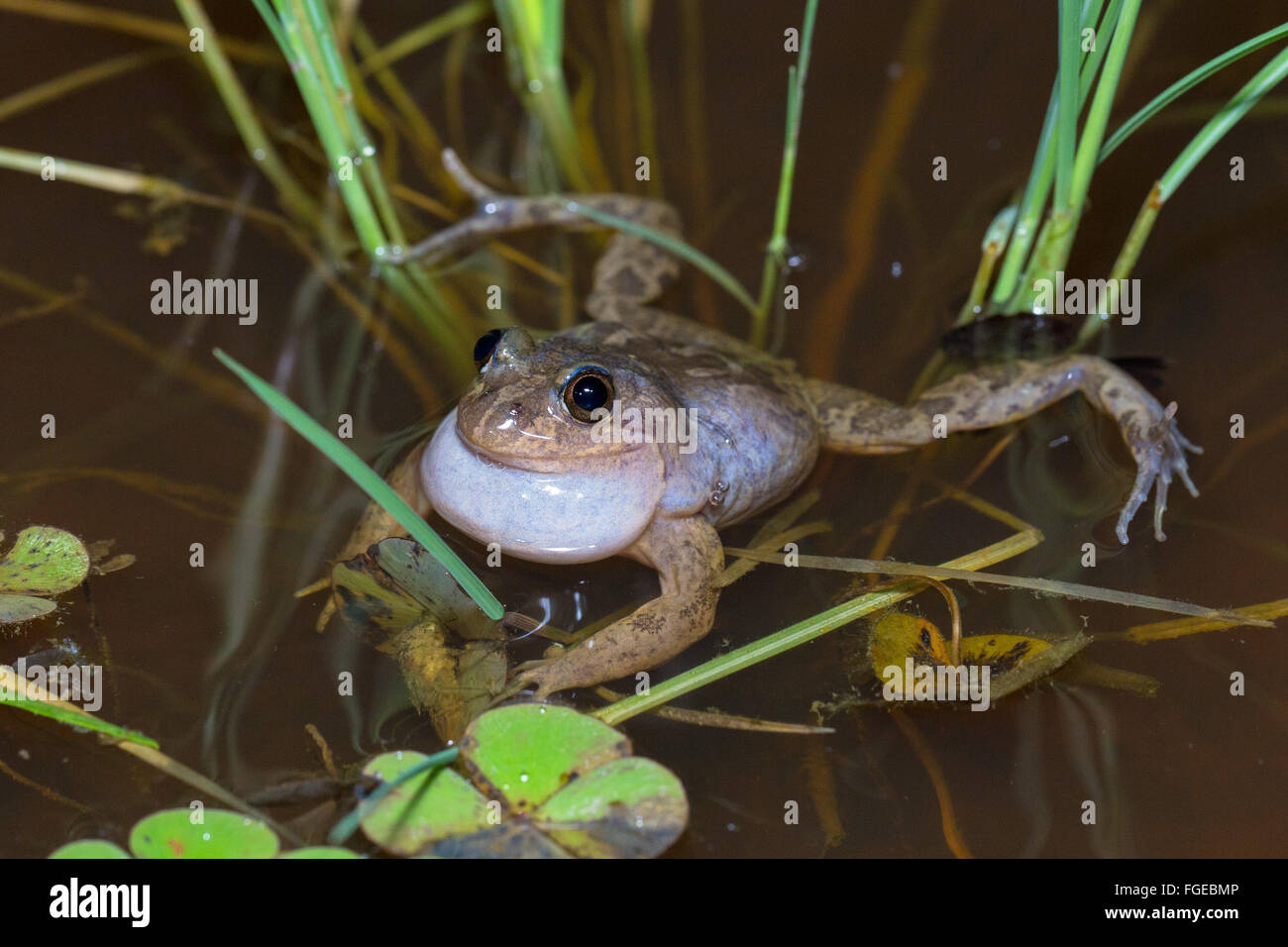 Marsh frog hi-res stock photography and images - Alamy