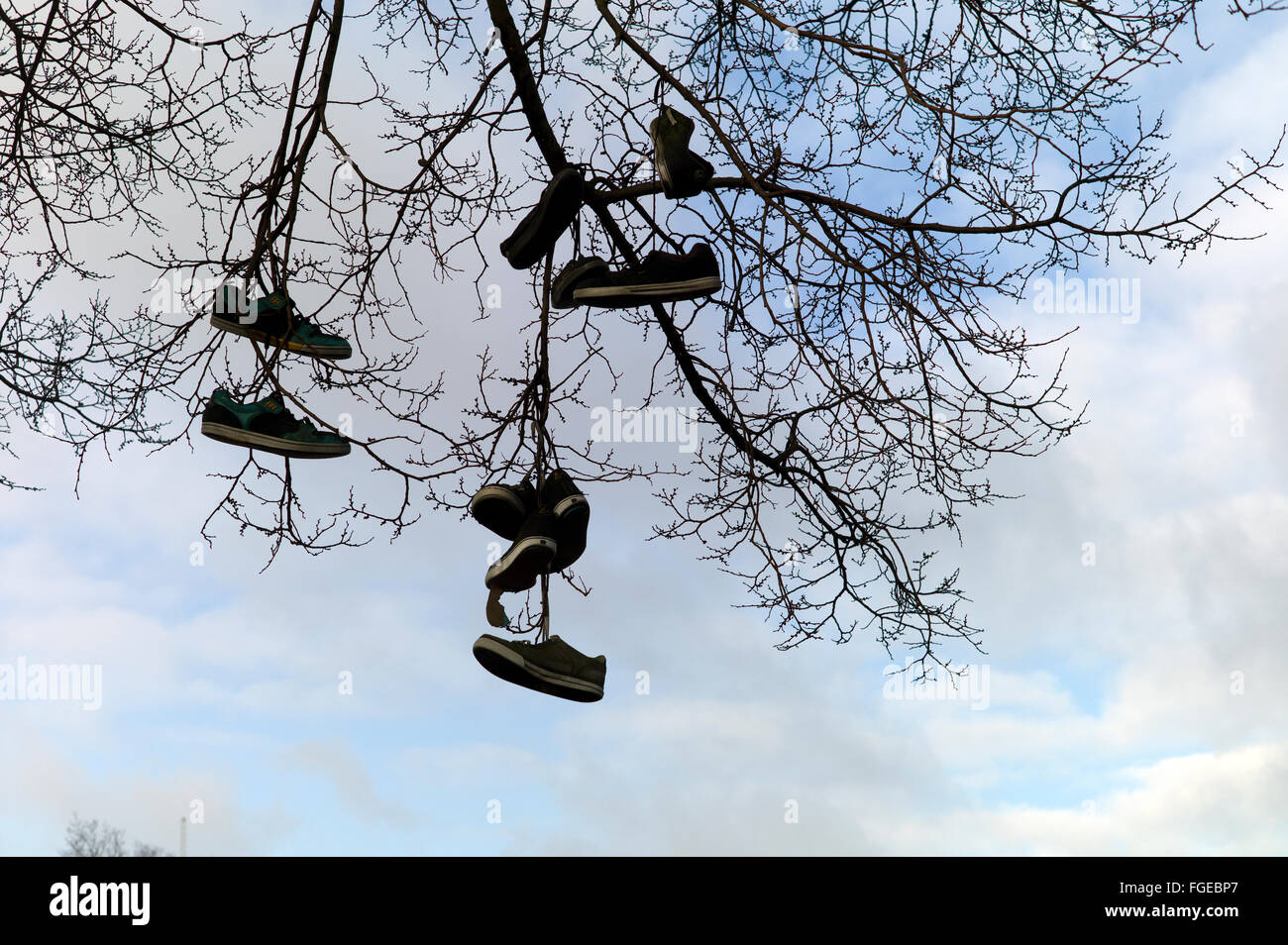 pairs of shoes hanging in a tree, skatepark, Brighton Stock Photo - Alamy