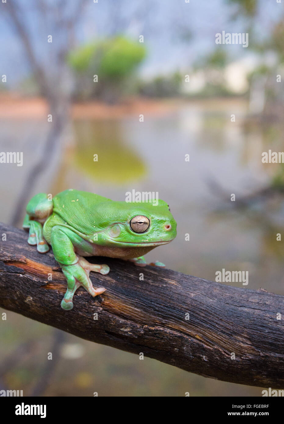Australian Green Tree Frog (Litoria caerulea) on a branch, with a ...