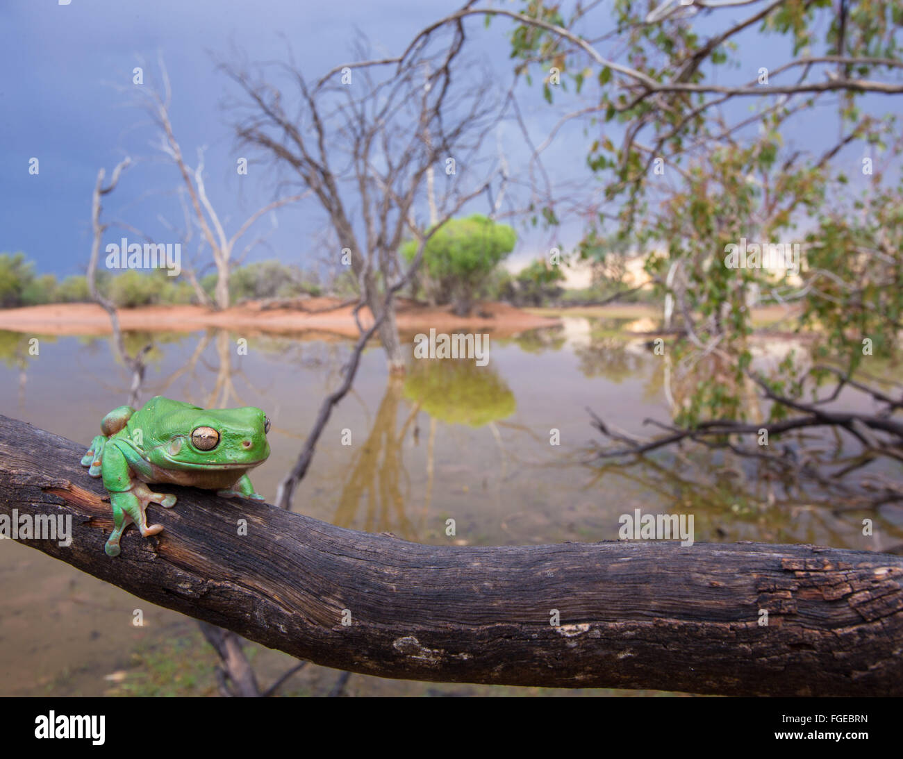 Australian Green Tree Frog (Litoria caerulea) on a branch, with a ...