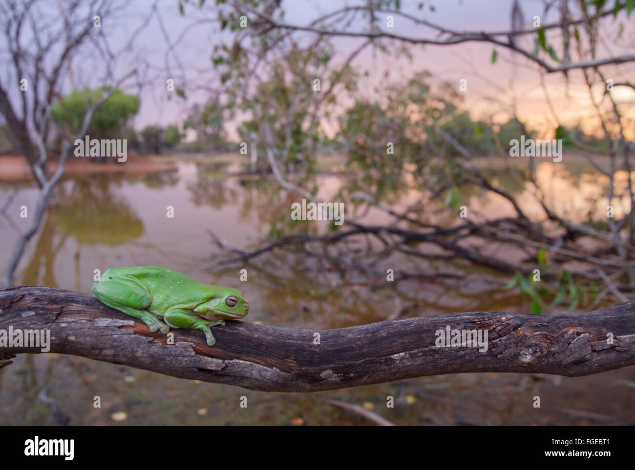 Australian Green Tree Frog (Litoria caerulea) on a branch, with a ...