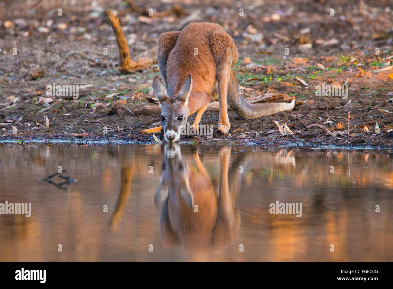 Male kangaroo with young hi-res stock photography and images - Alamy