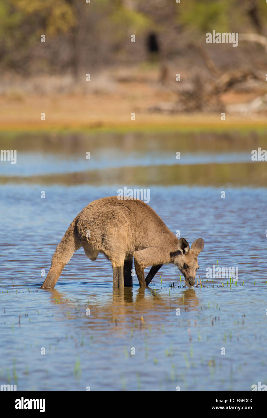 Kangaroo drinking hi-res stock photography and images - Alamy