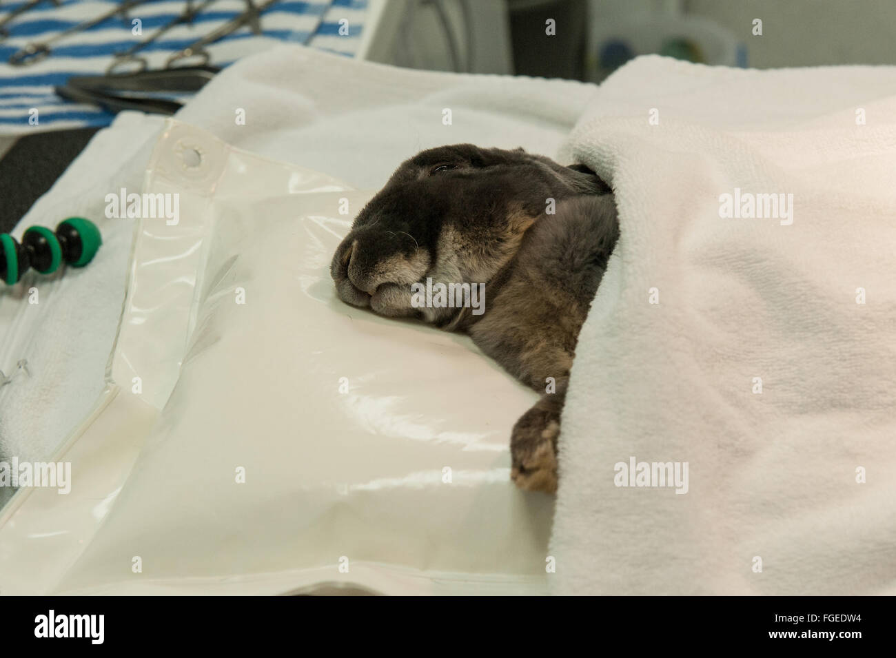 Rabbit Care post surgery Stock Photo - Alamy
