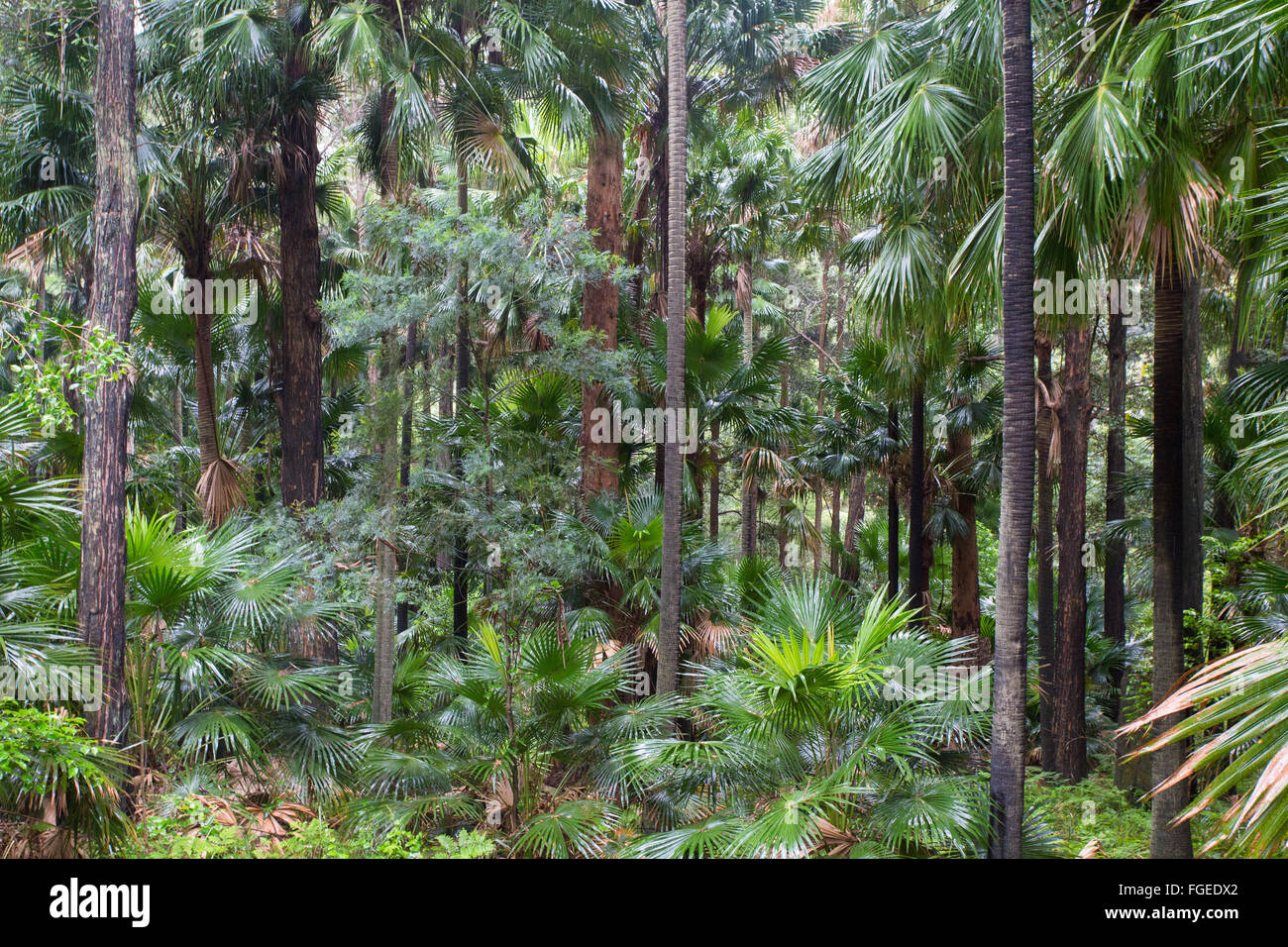 Cabbage-tree Palms, (Livistona australis) in wet eucalypt forest, Royal ...