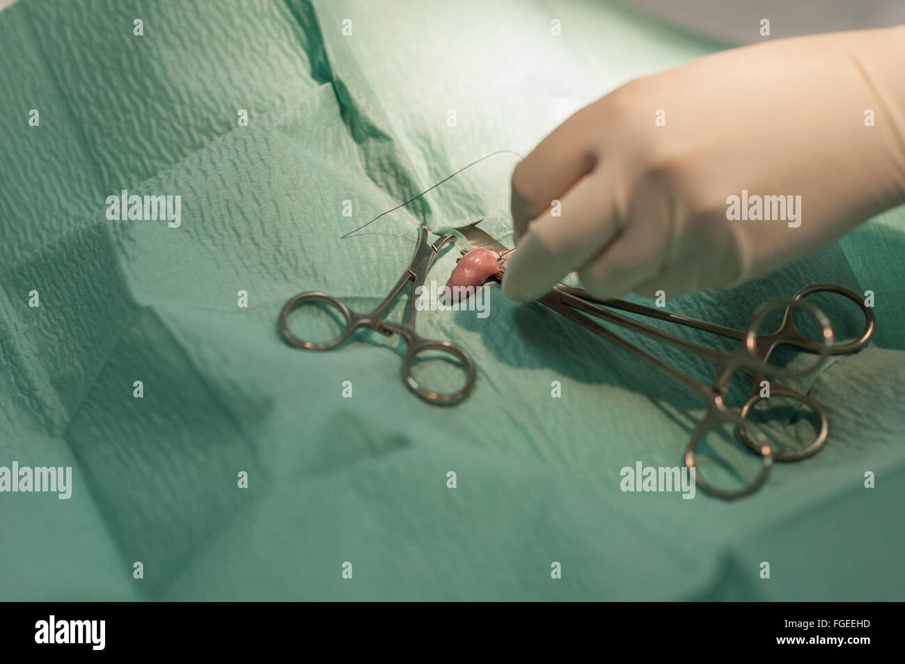 Rabbit undergoing Castration Surgery Stock Photo - Alamy