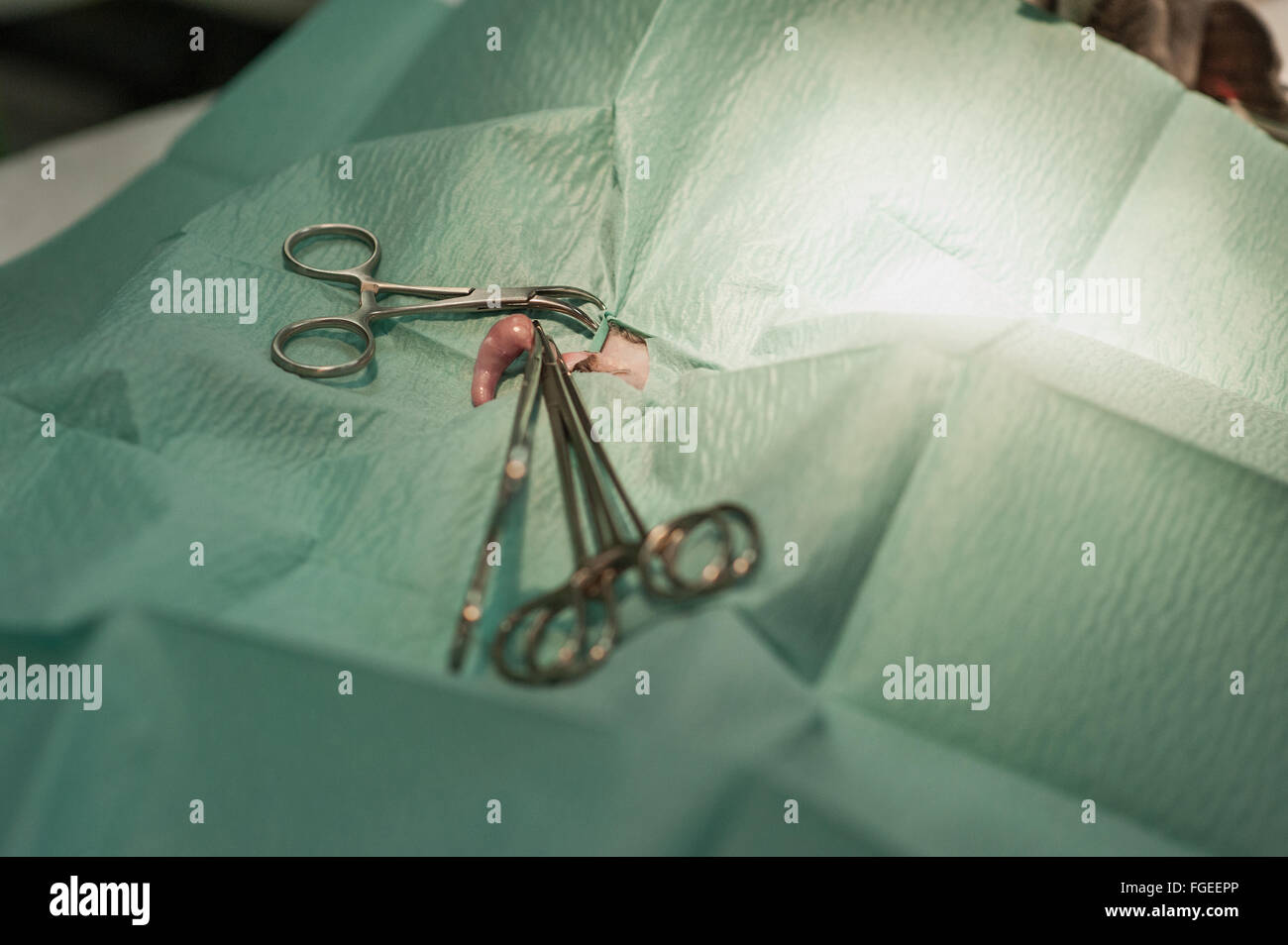 Rabbit undergoing Castration Surgery Stock Photo - Alamy