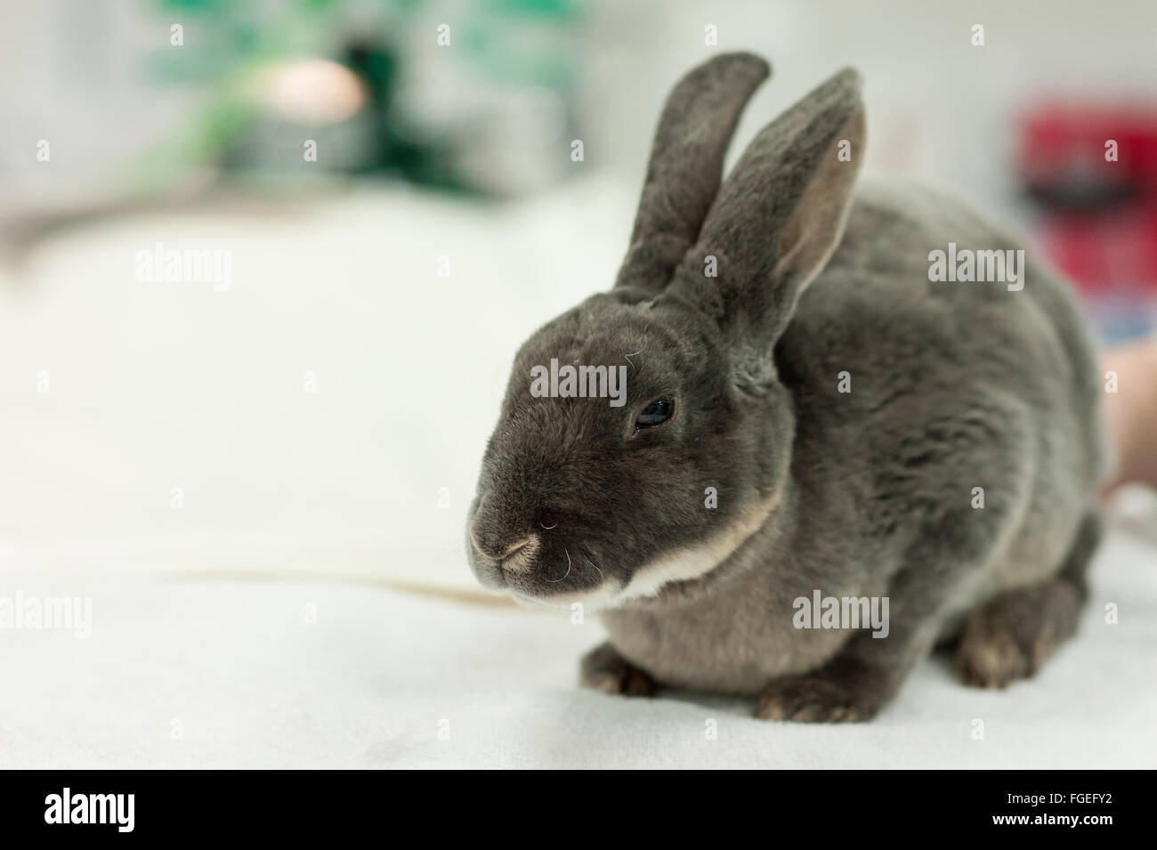 Pet rehome hi-res stock photography and images - Alamy