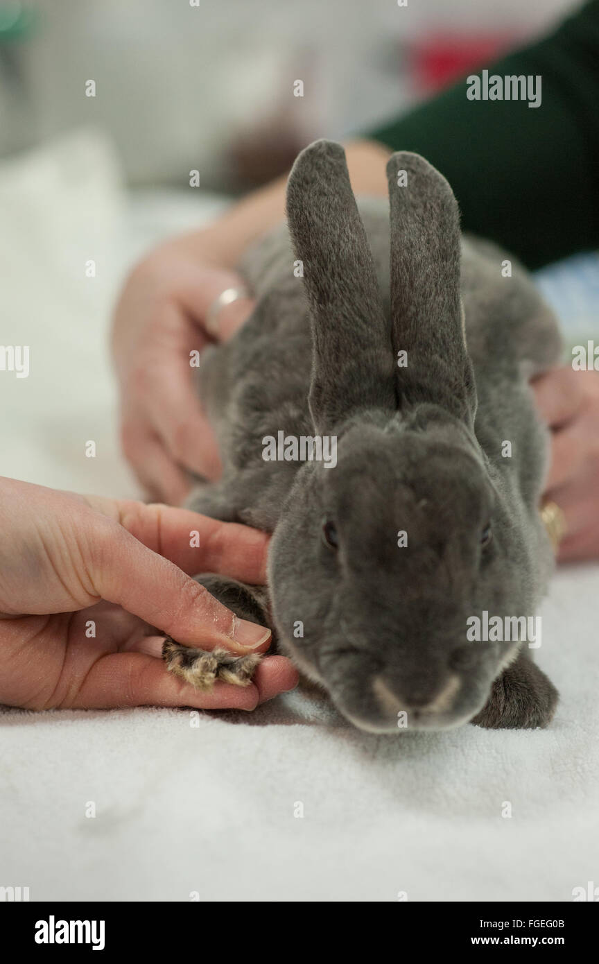 Rabbit feet hi-res stock photography and images - Alamy