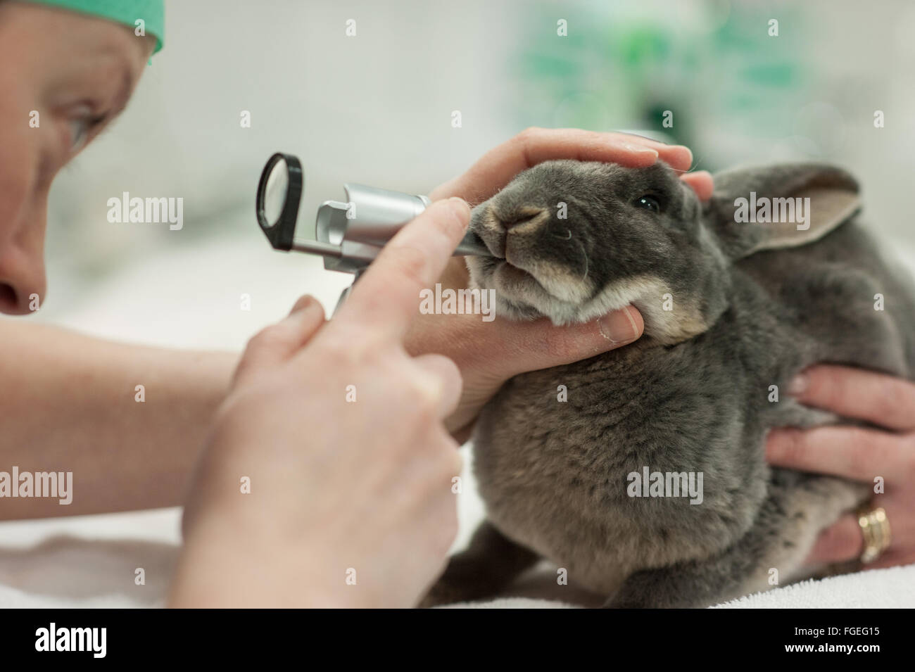 Rabbit veterinary dental health check with auroscope Stock Photo - Alamy