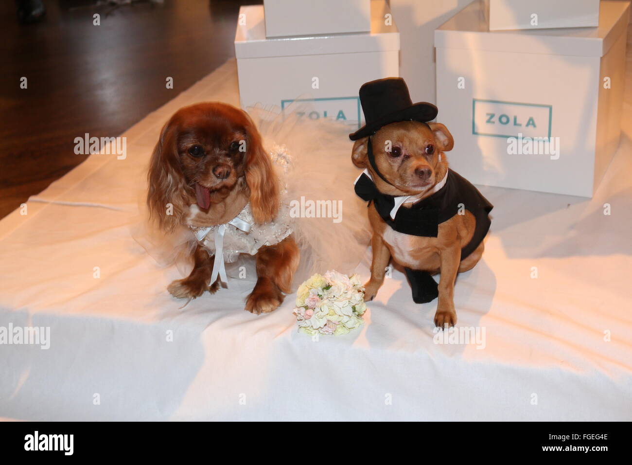 The Wedding of Toast Meets World and Finn Hearst Featuring: Toast, Finn ...