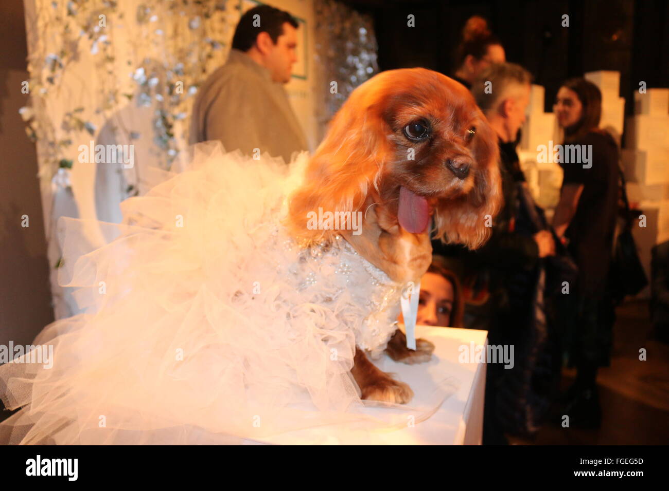 The Wedding of Toast Meets World and Finn Hearst Featuring: Toast Where ...