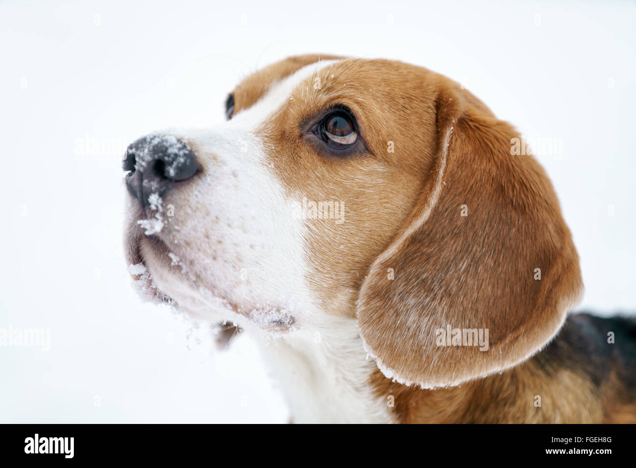 sad beagle dog outdoor portrait walking in snow Stock Photo - Alamy