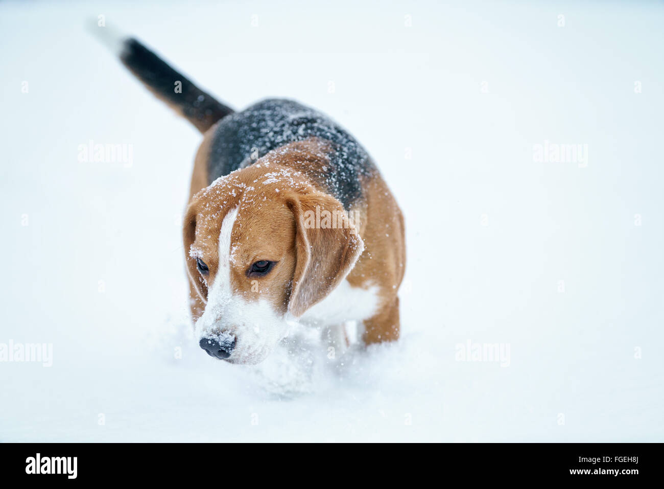 sad beagle dog outdoor portrait walking in snow Stock Photo - Alamy