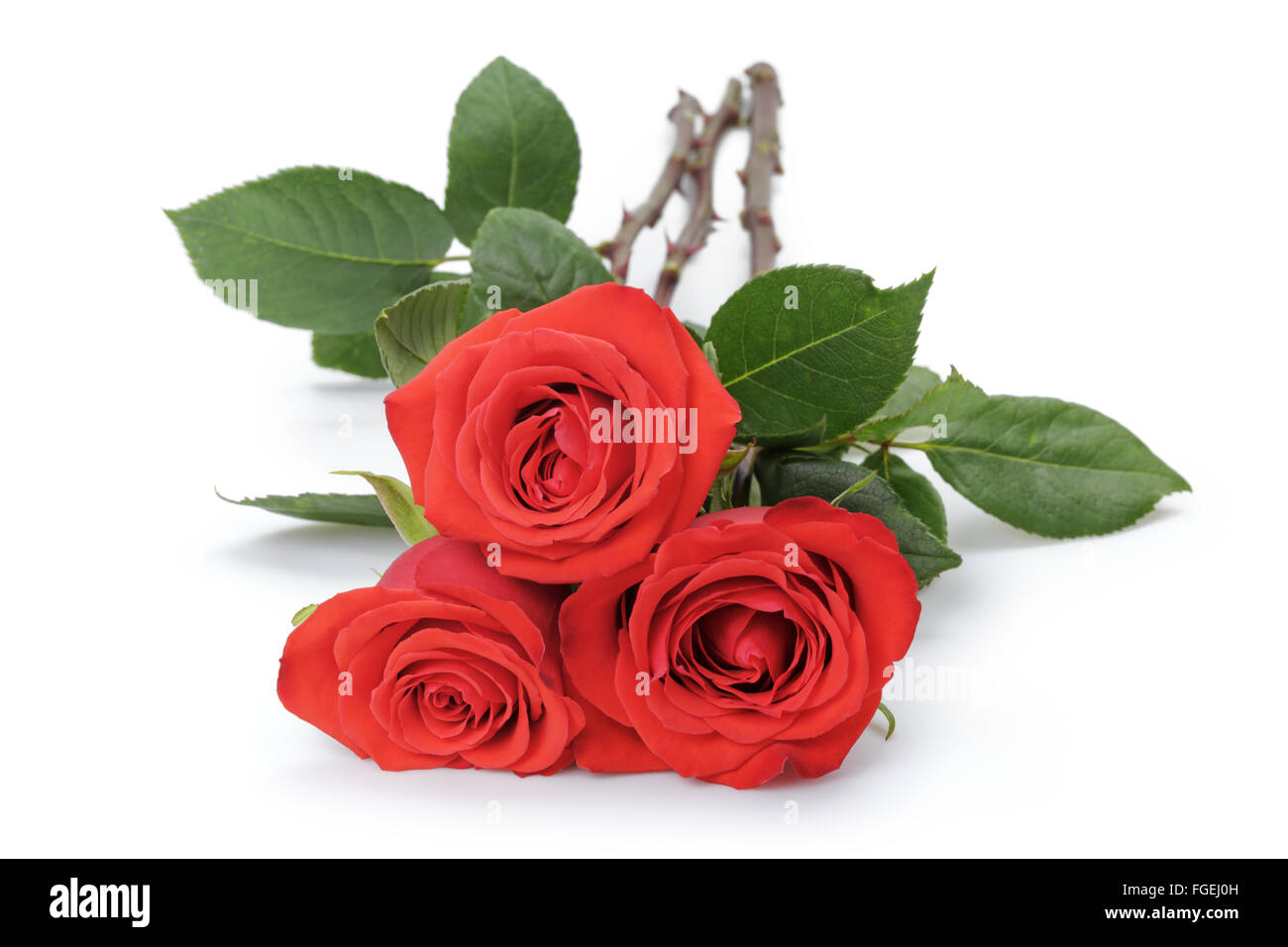 three bright red roses isolated on white Stock Photo - Alamy