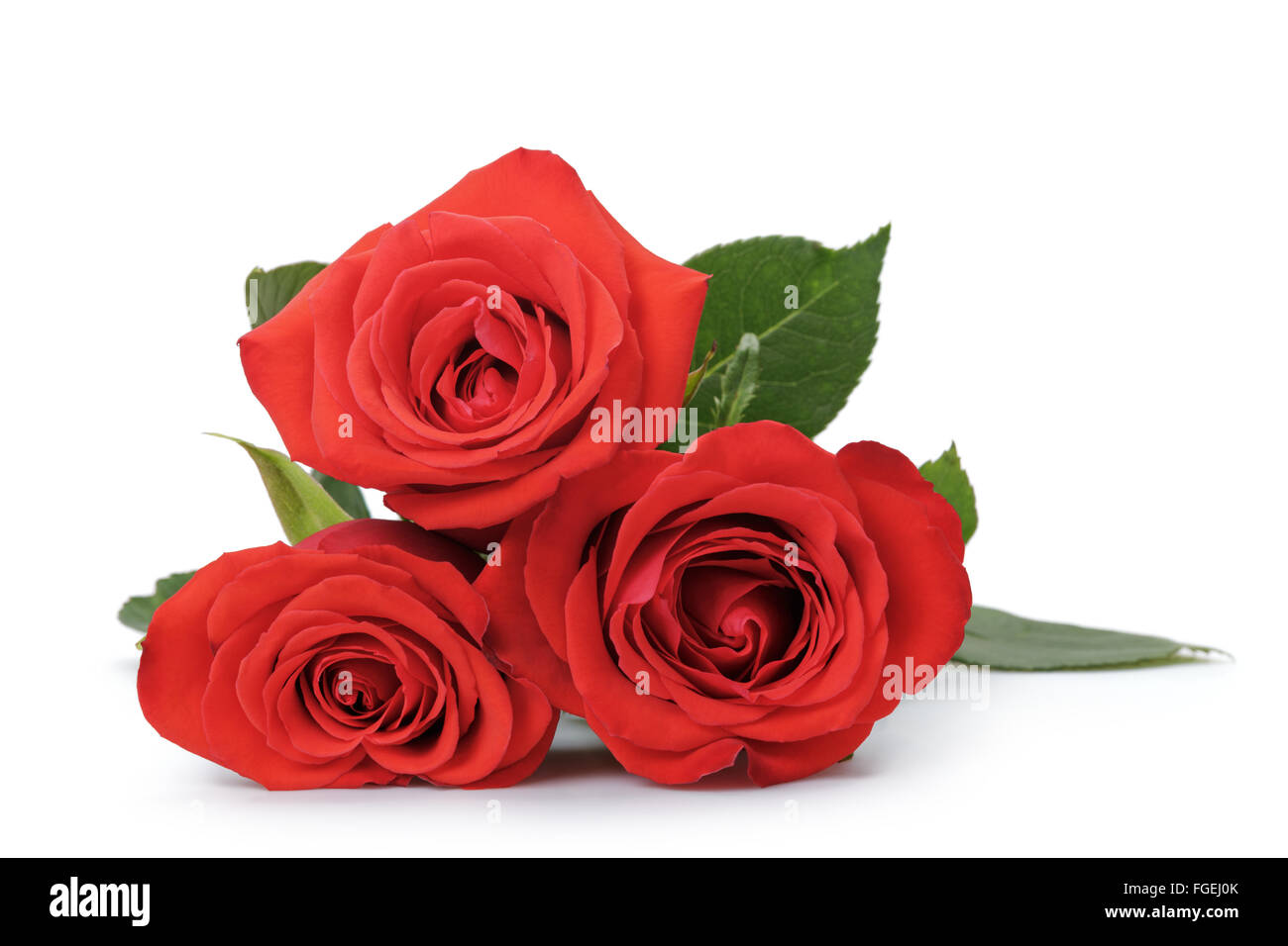 three bright red roses isolated on white Stock Photo - Alamy