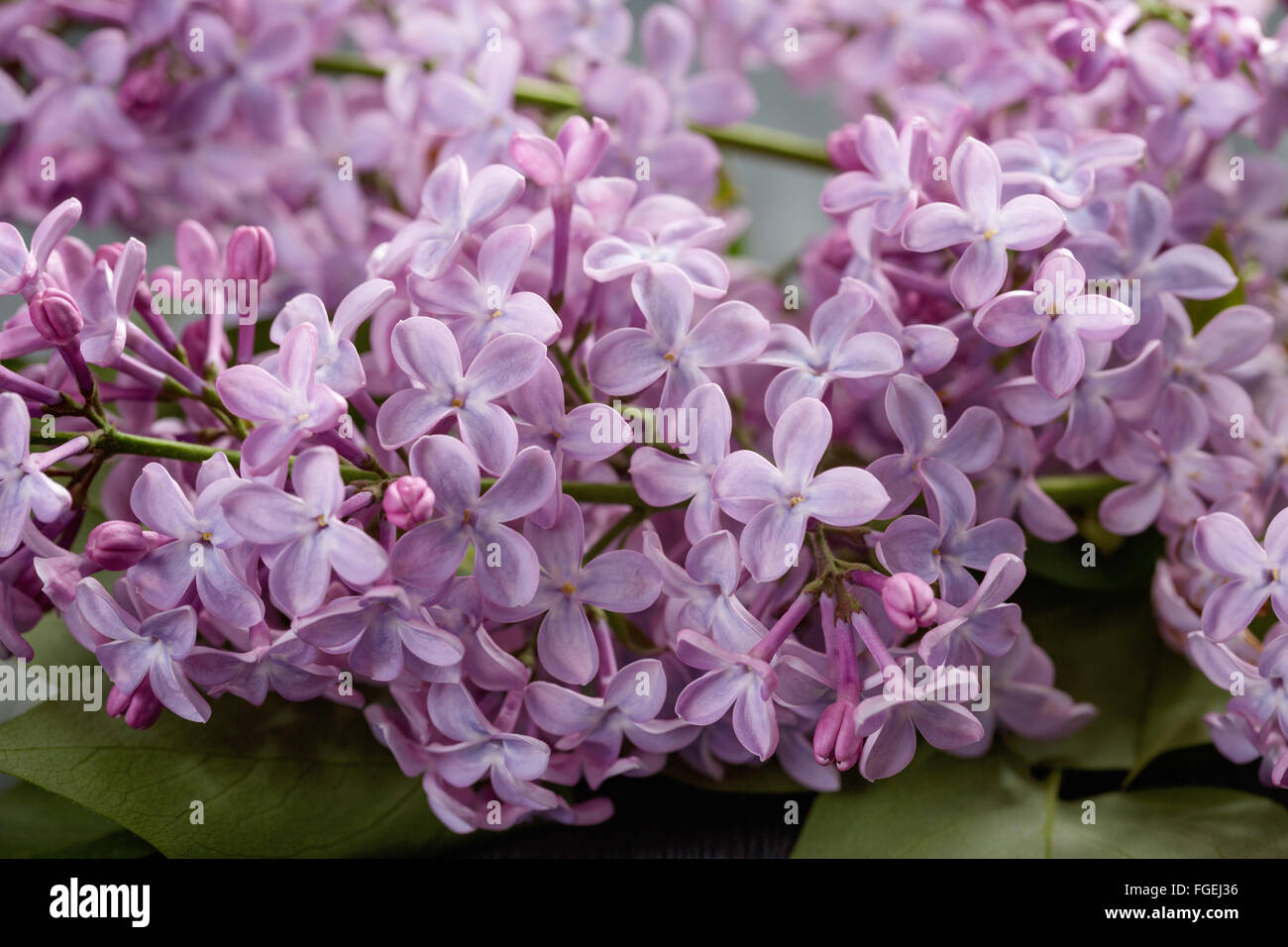 Abstract lilac macro background hi-res stock photography and images - Alamy