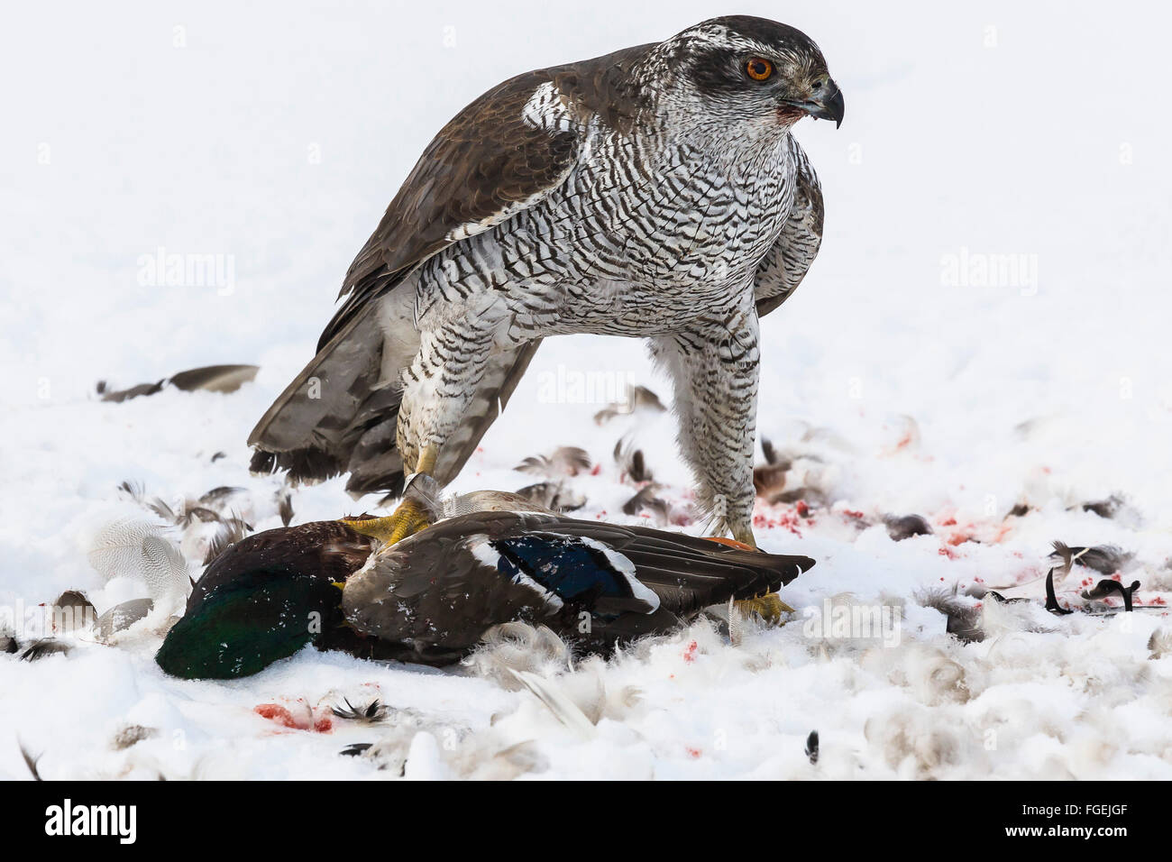 Northern goshawk eating mallard Stock Photo - Alamy