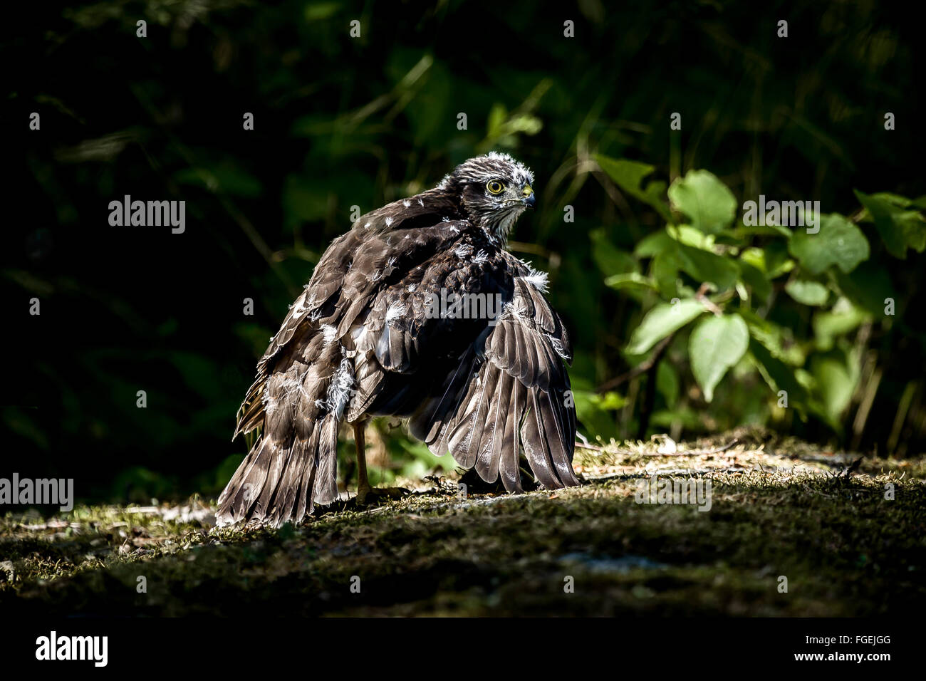 The Eurasian (or Northern) Sparrowhawk (Accipiter nisus), Råsta Park in ...