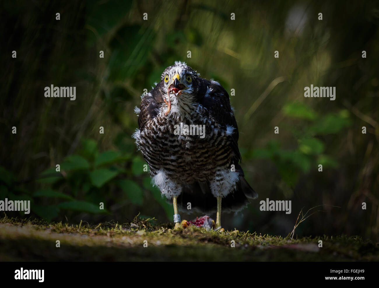 The Eurasian (or Northern) Sparrowhawk (Accipiter nisus), Råsta Park in ...