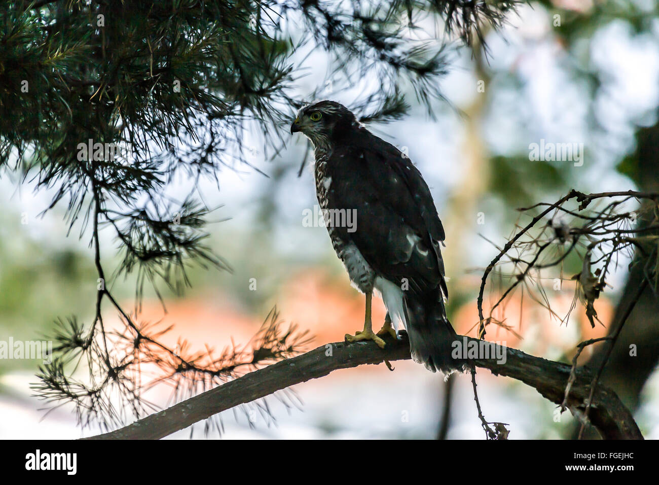 The Eurasian (or Northern) Sparrowhawk (Accipiter nisus), Råsta Park in ...