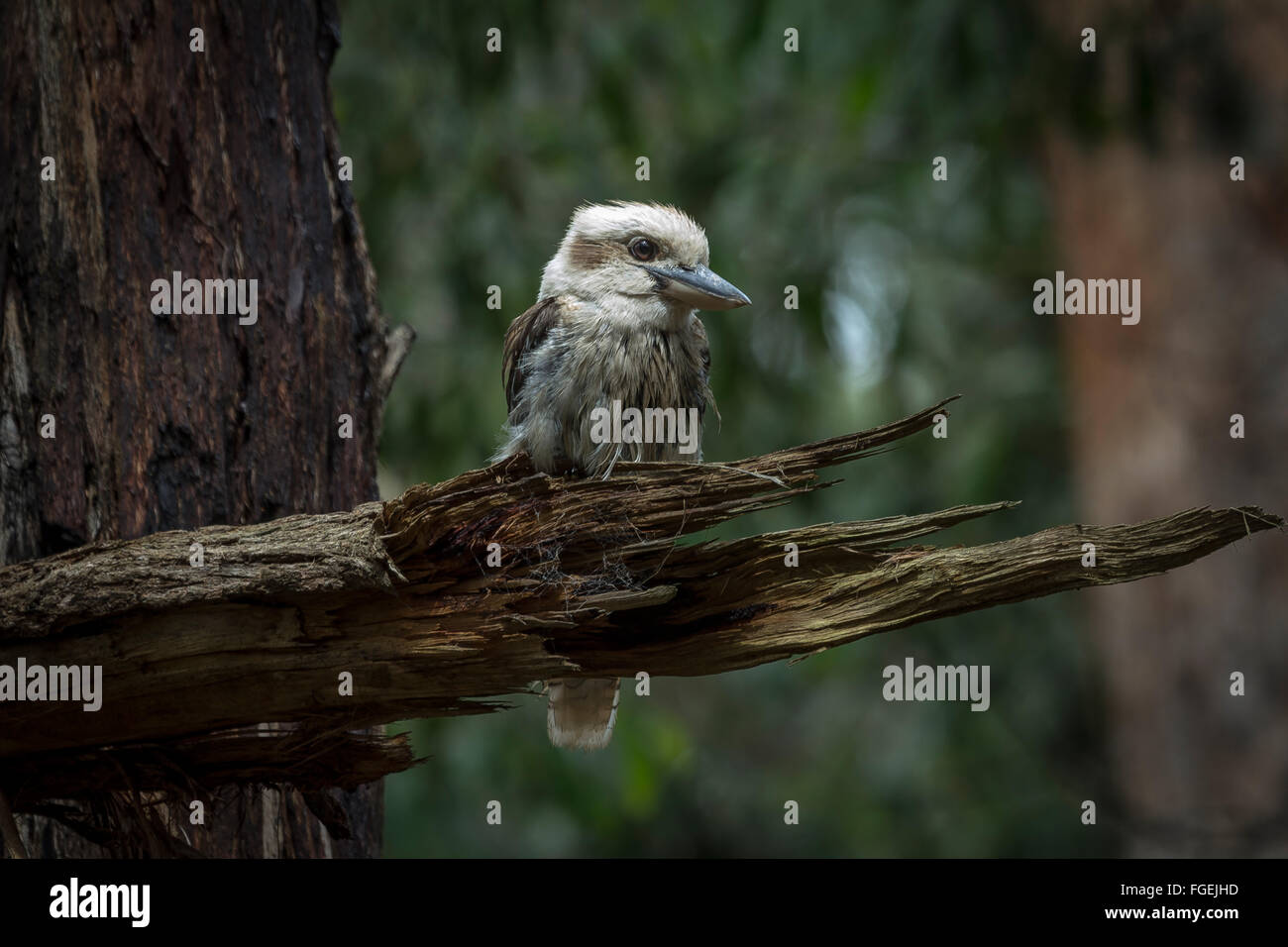 Kookaburra (genus Dacelo). Australia Stock Photo - Alamy