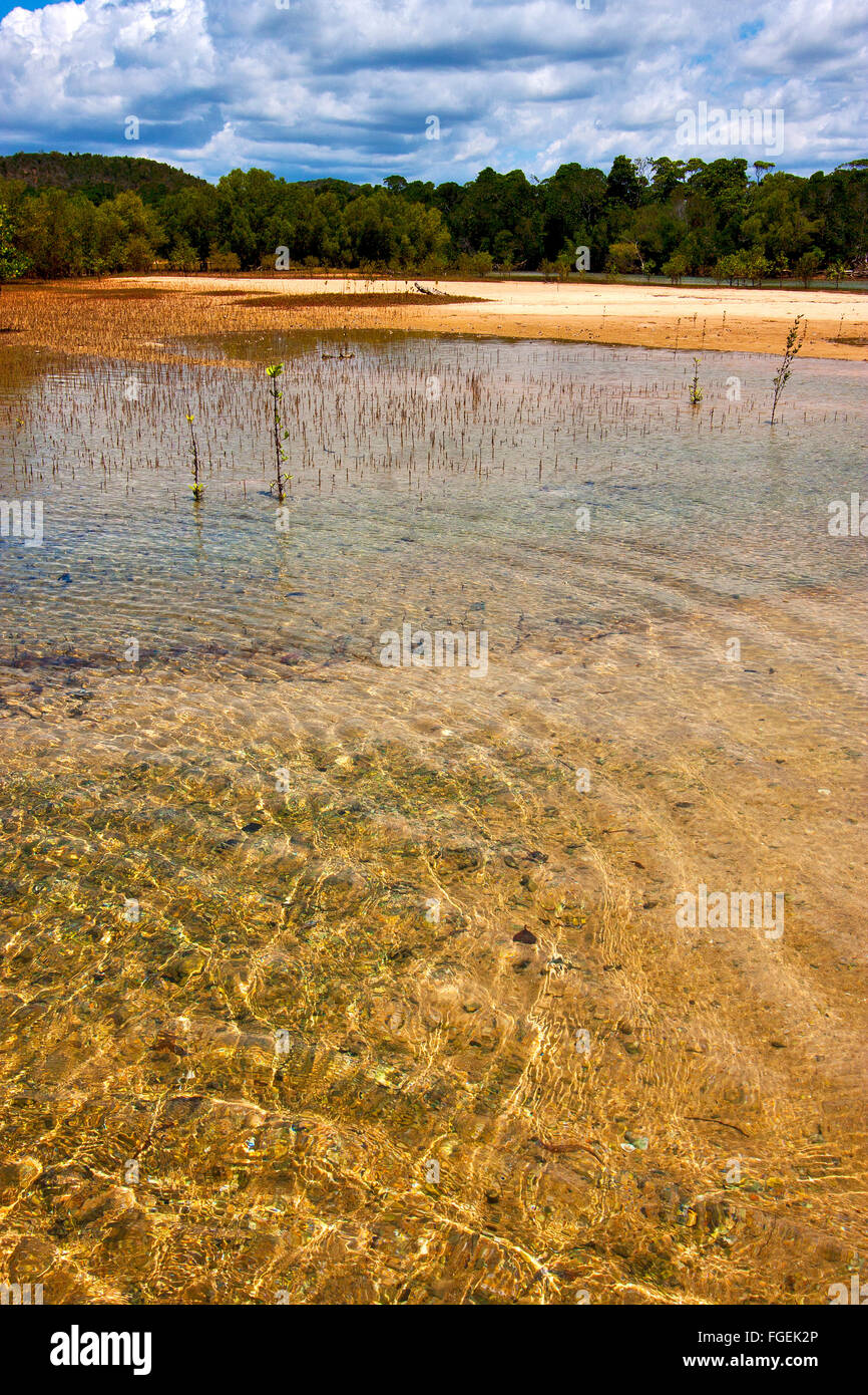 pond coastline river in the blue lagoon relax and bush in madagascar ...