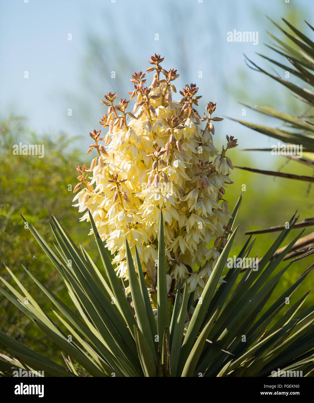 Yucca cactus hi-res stock photography and images - Alamy