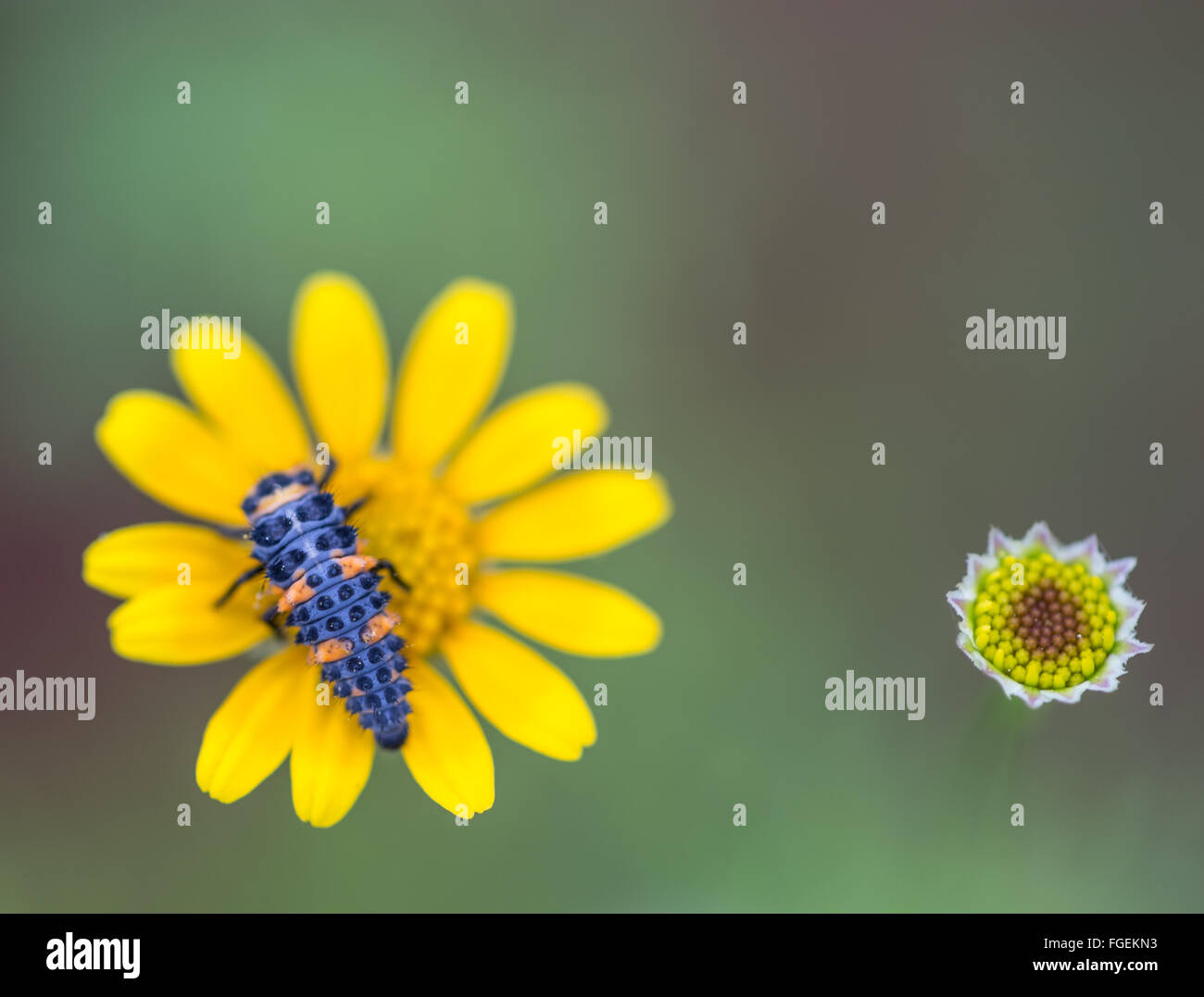 Yellow flower with bright blue insect Stock Photo - Alamy