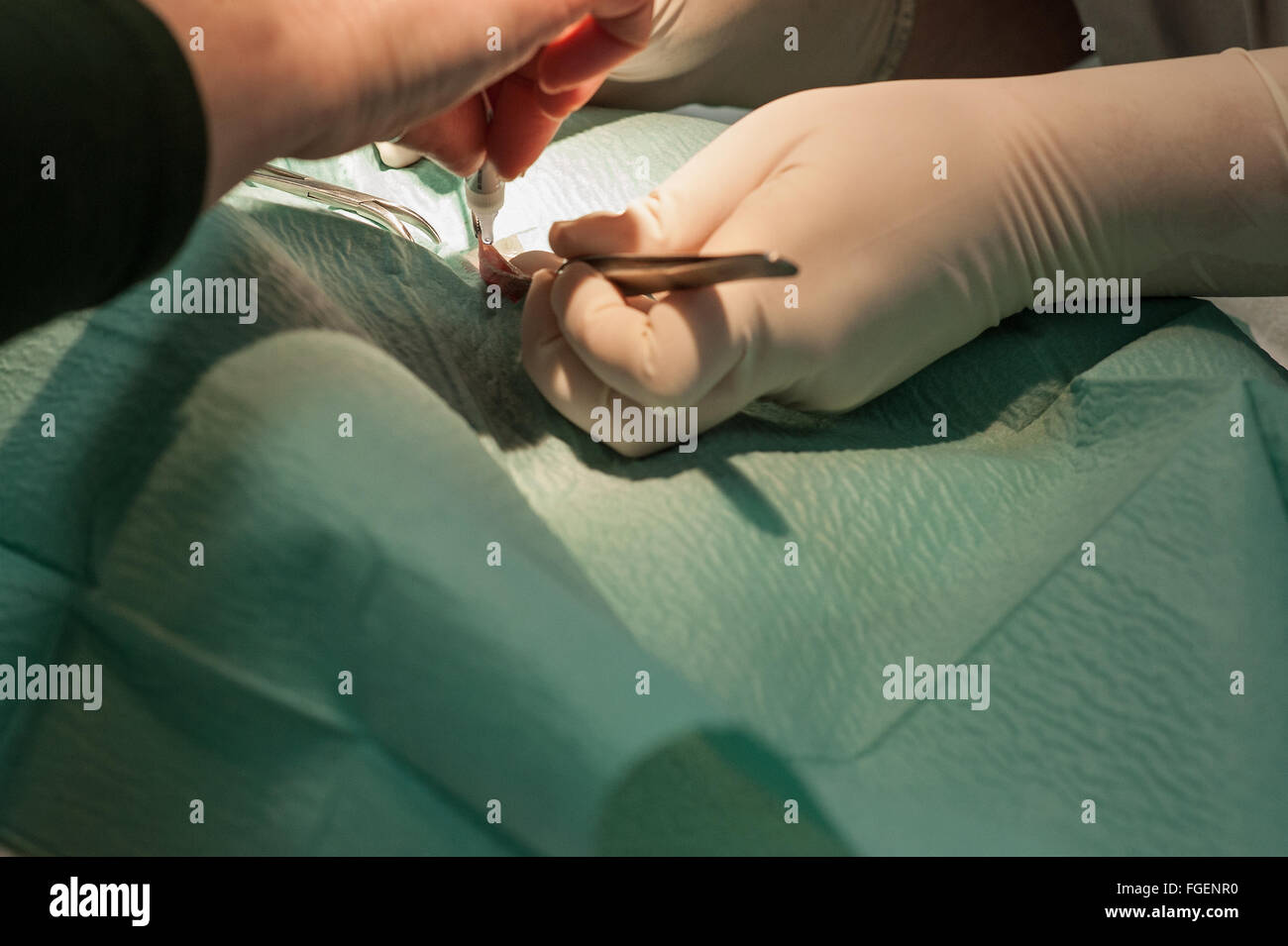 Castration hi-res stock photography and images - Alamy
