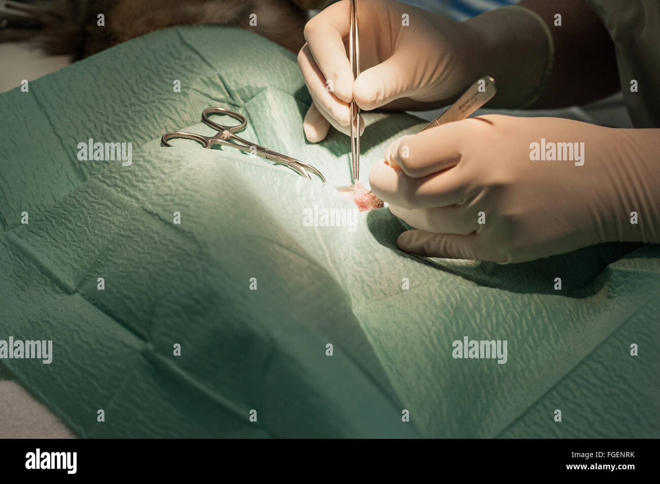 Neutering procedure hi-res stock photography and images - Alamy
