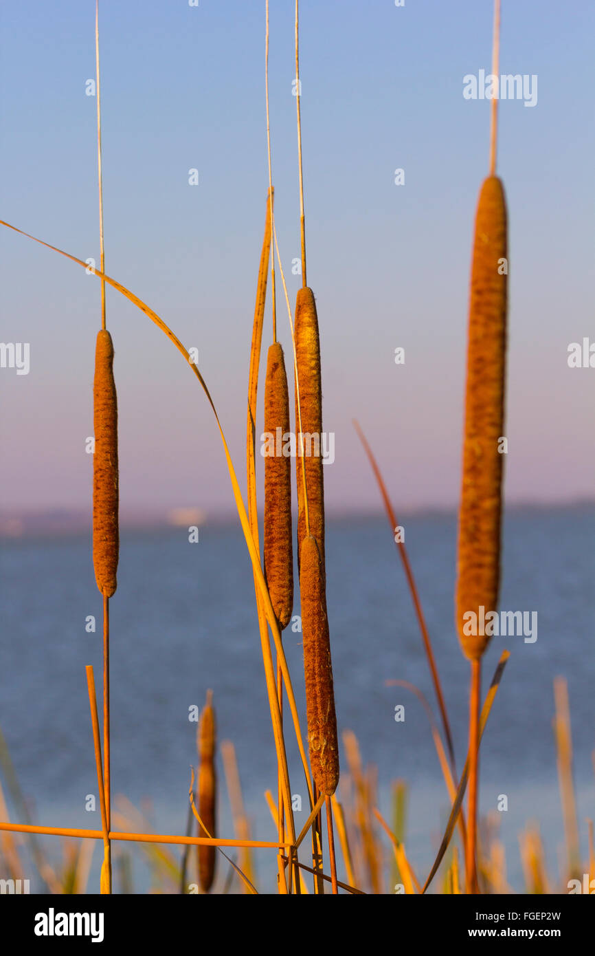 Cattails and Reeds at autumn Stock Photo - Alamy