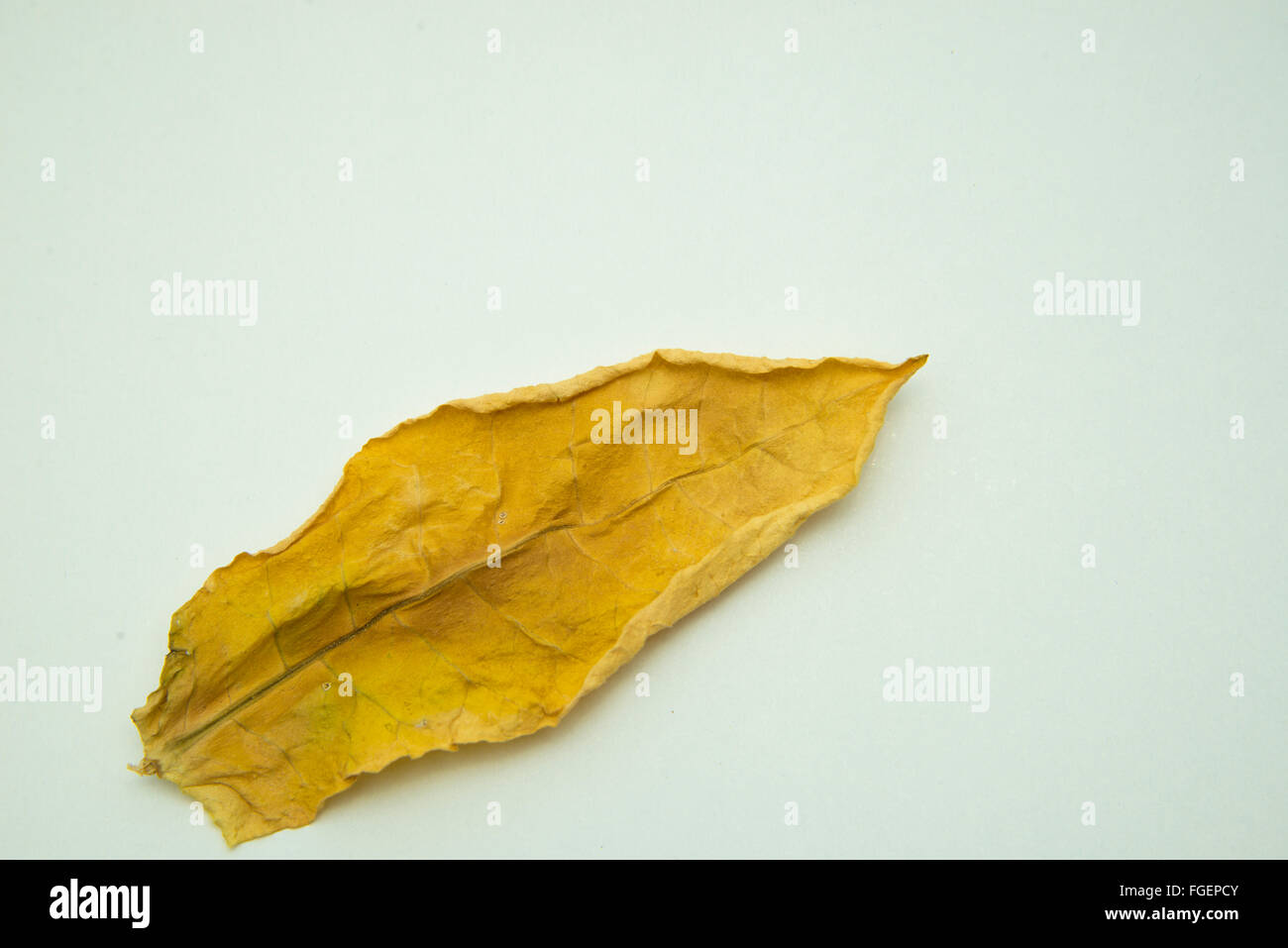 Premium tobacco hi-res stock photography and images - Alamy