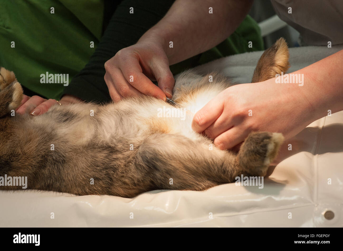 Rabbit undergoing castration Stock Photo - Alamy