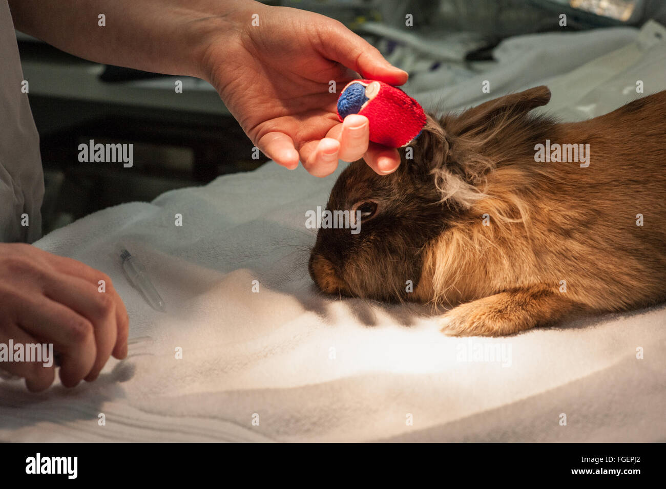 Pre Anaesthetic Surgery Stock Photos & Pre Anaesthetic Surgery Stock ...