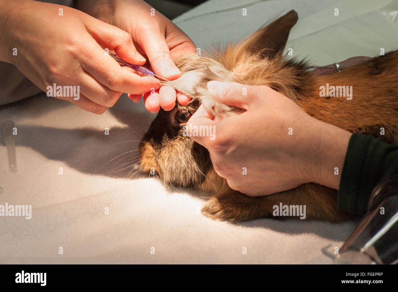 Pre surgery preparation hi-res stock photography and images - Alamy