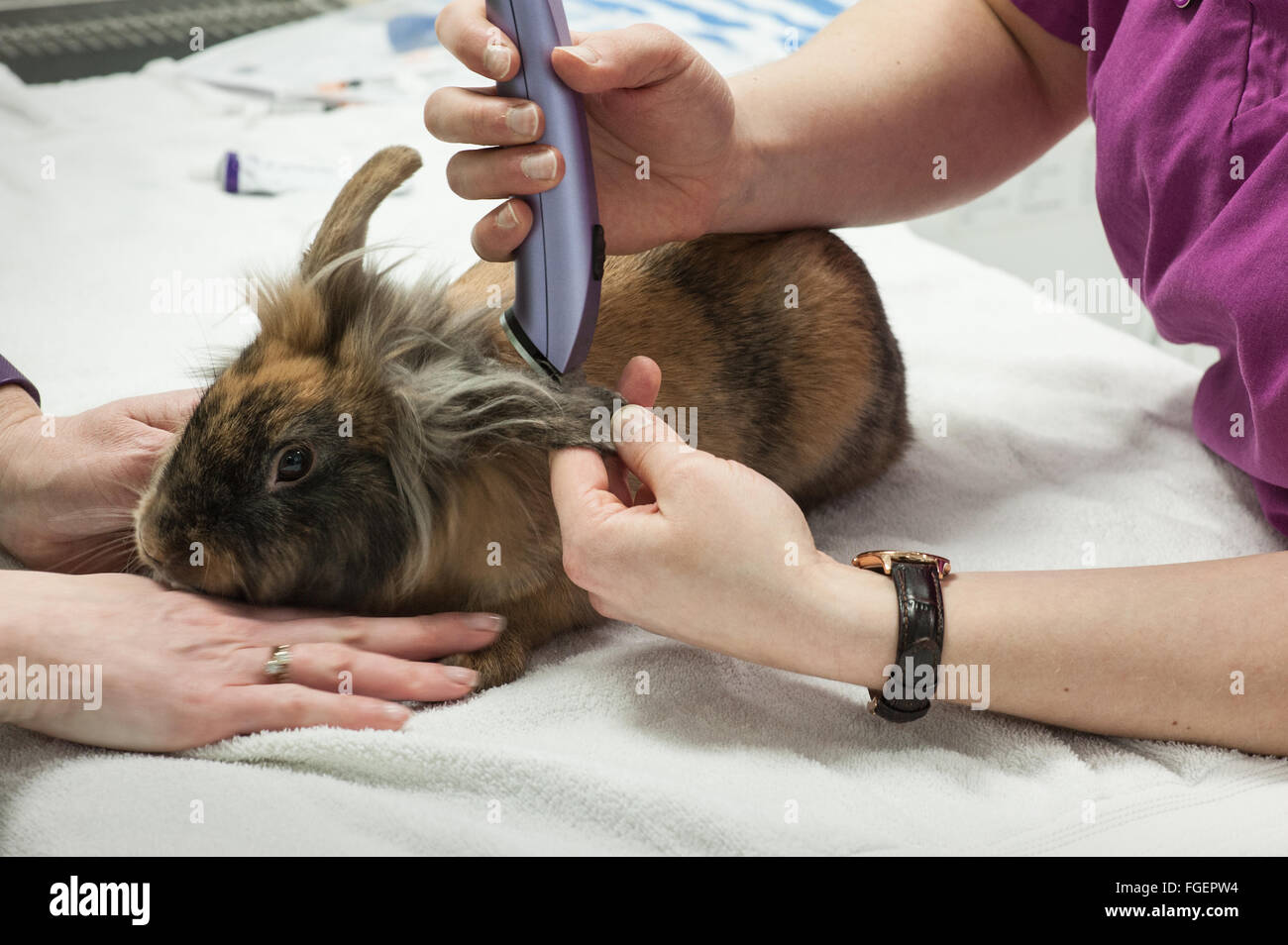 Clipping ears prior to surgery Stock Photo - Alamy