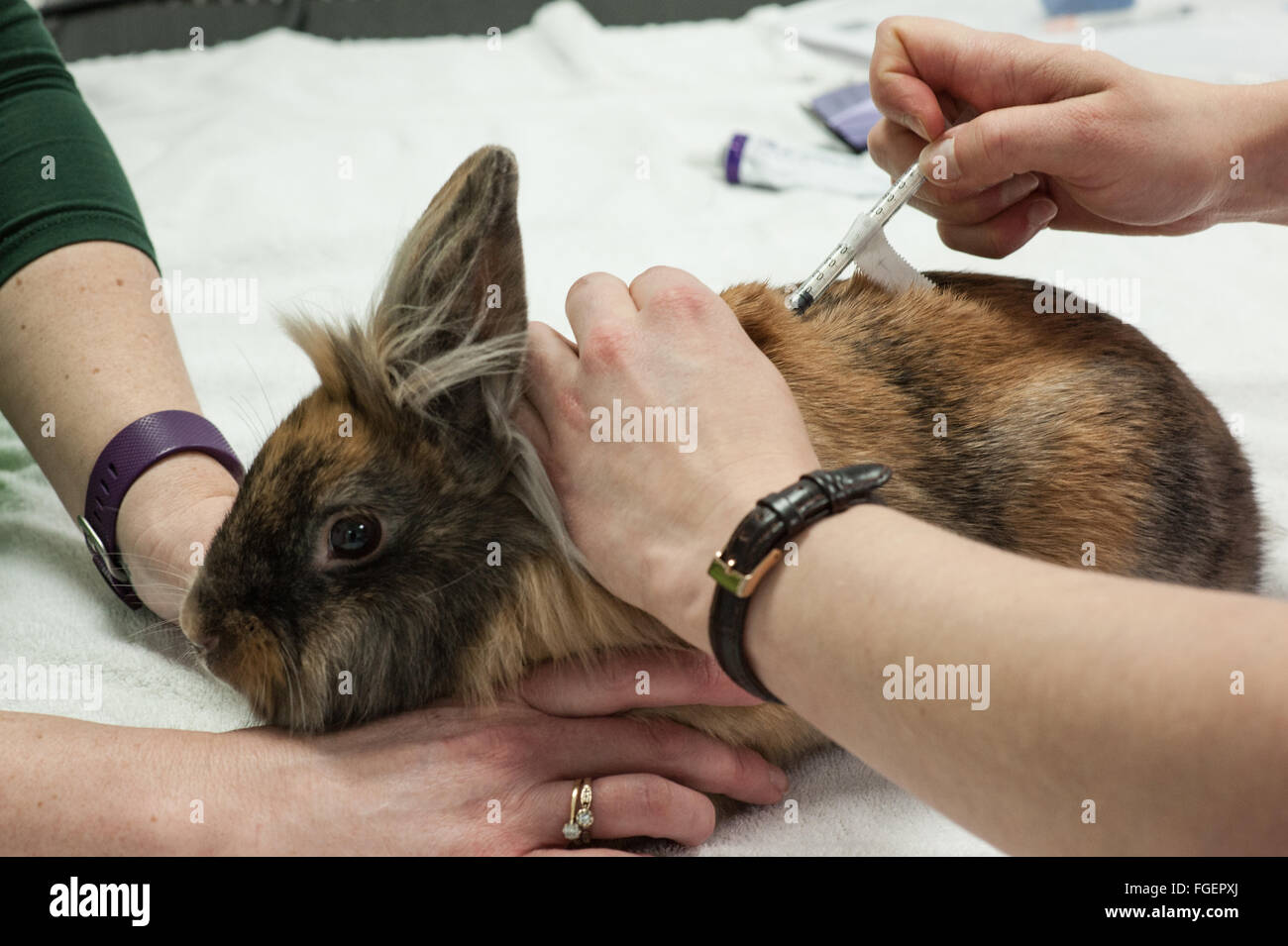 Castration injection hi-res stock photography and images - Alamy