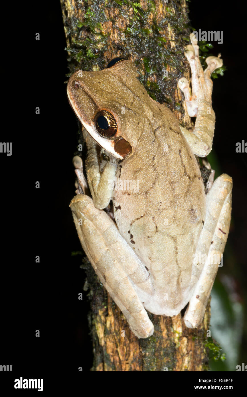 Flat headed bromeliad tree frog hi-res stock photography and images - Alamy