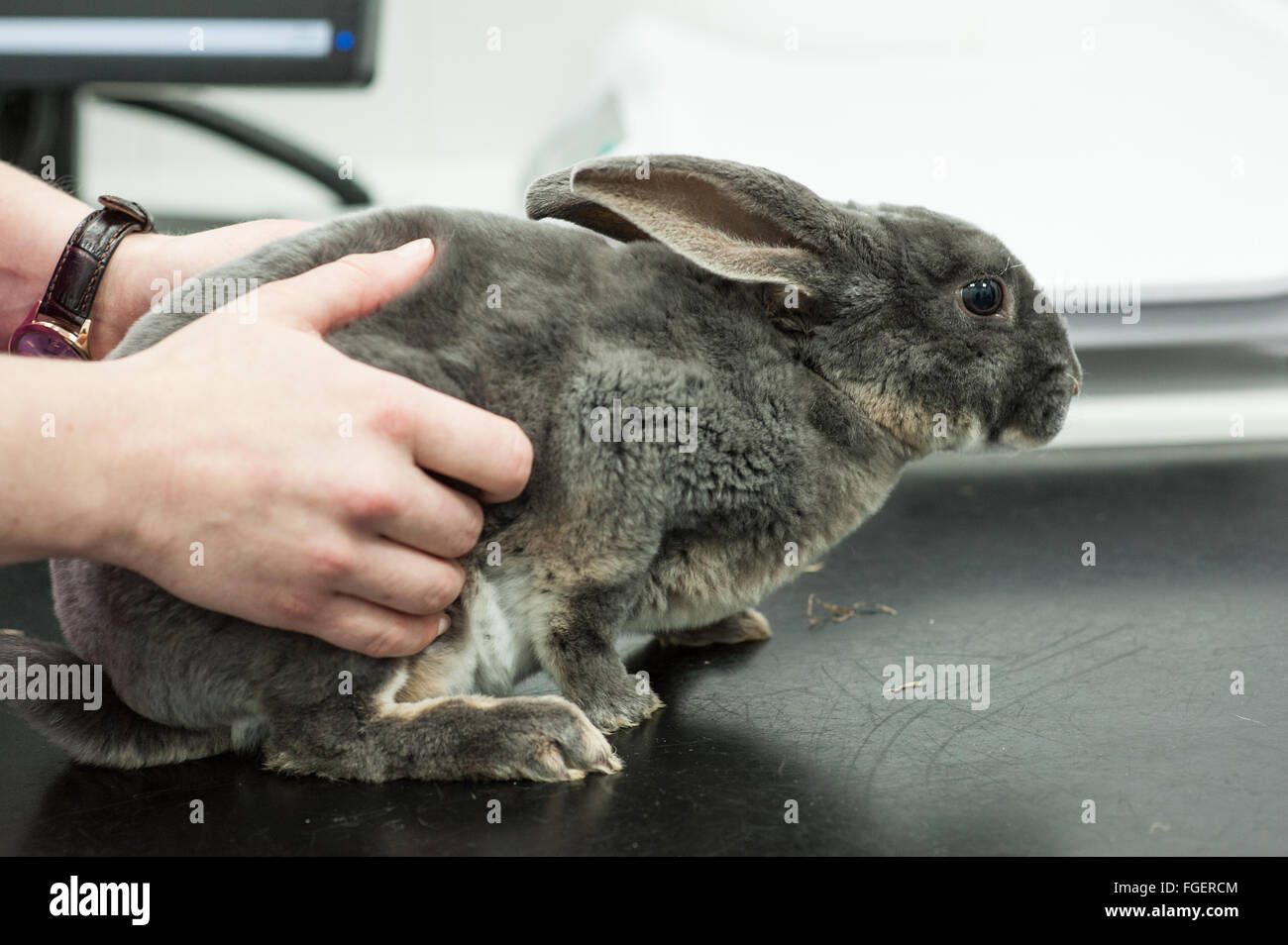 Veterinary Health Check feeling abdomen Stock Photo - Alamy