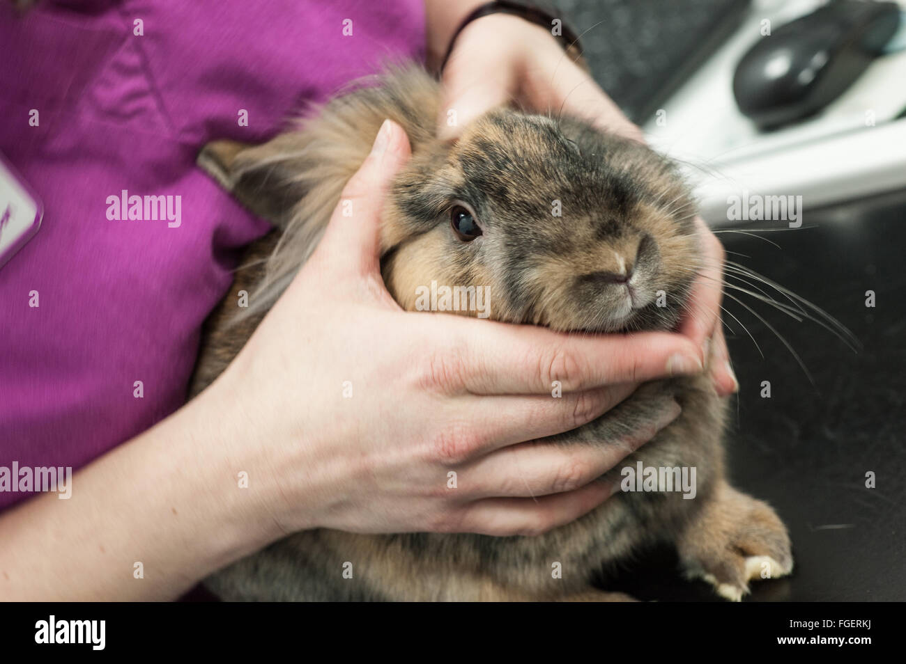 Veterinary Health Check Stock Photo - Alamy