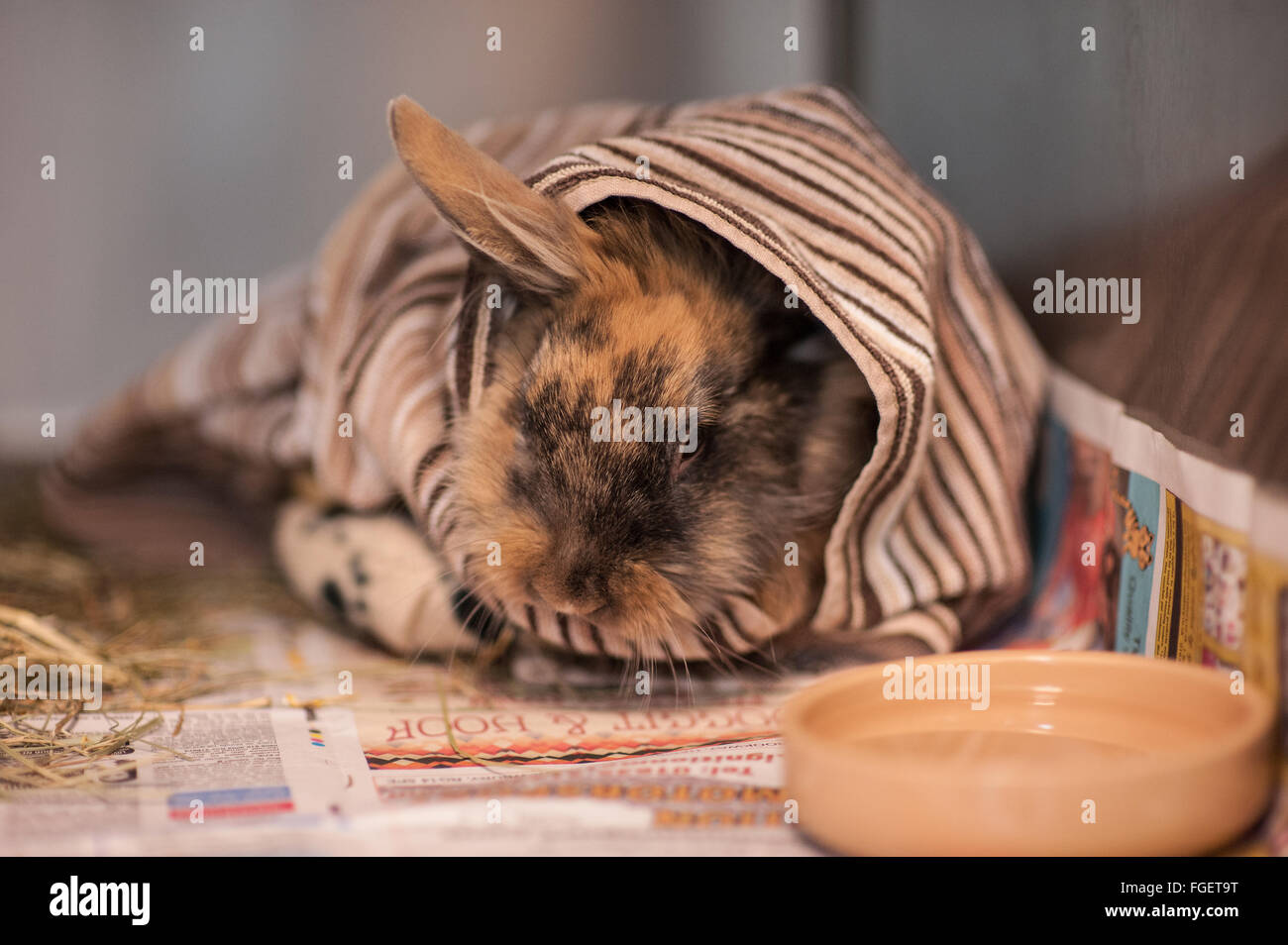 Rabbit Care post surgery Stock Photo - Alamy