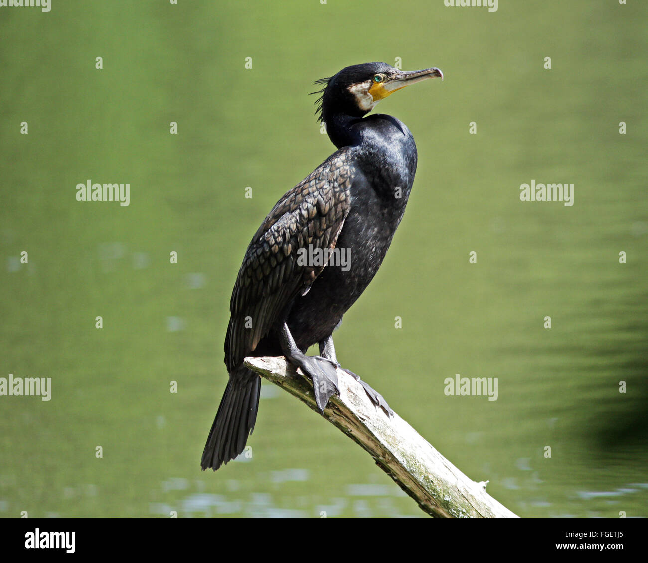 Birds on river snag hi-res stock photography and images - Alamy