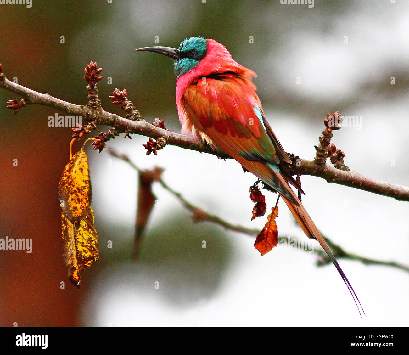 Northern Carmine Bee-eater (Merops nubicus Stock Photo - Alamy