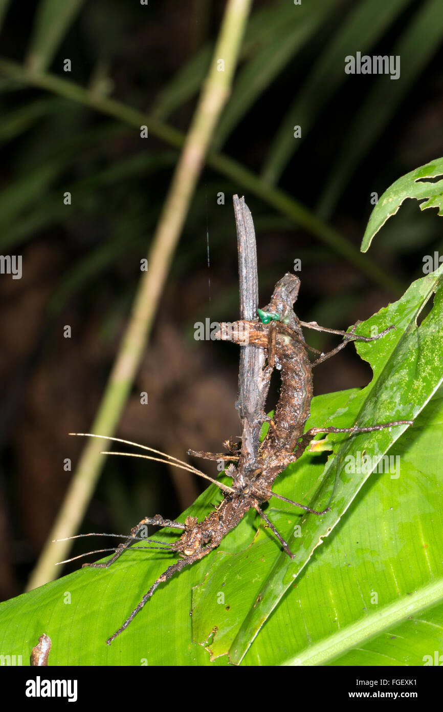 Stick insects Acanthaclonia sp. mating, Pastaza province, Ecuador. Note ...