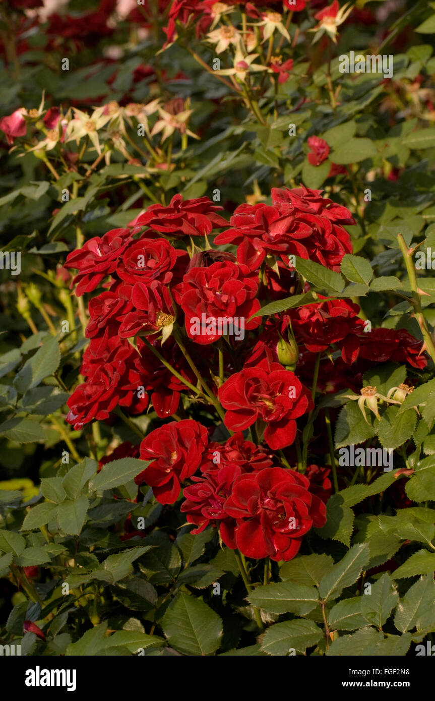 Rose , Rosa RAVEN Stock Photo - Alamy